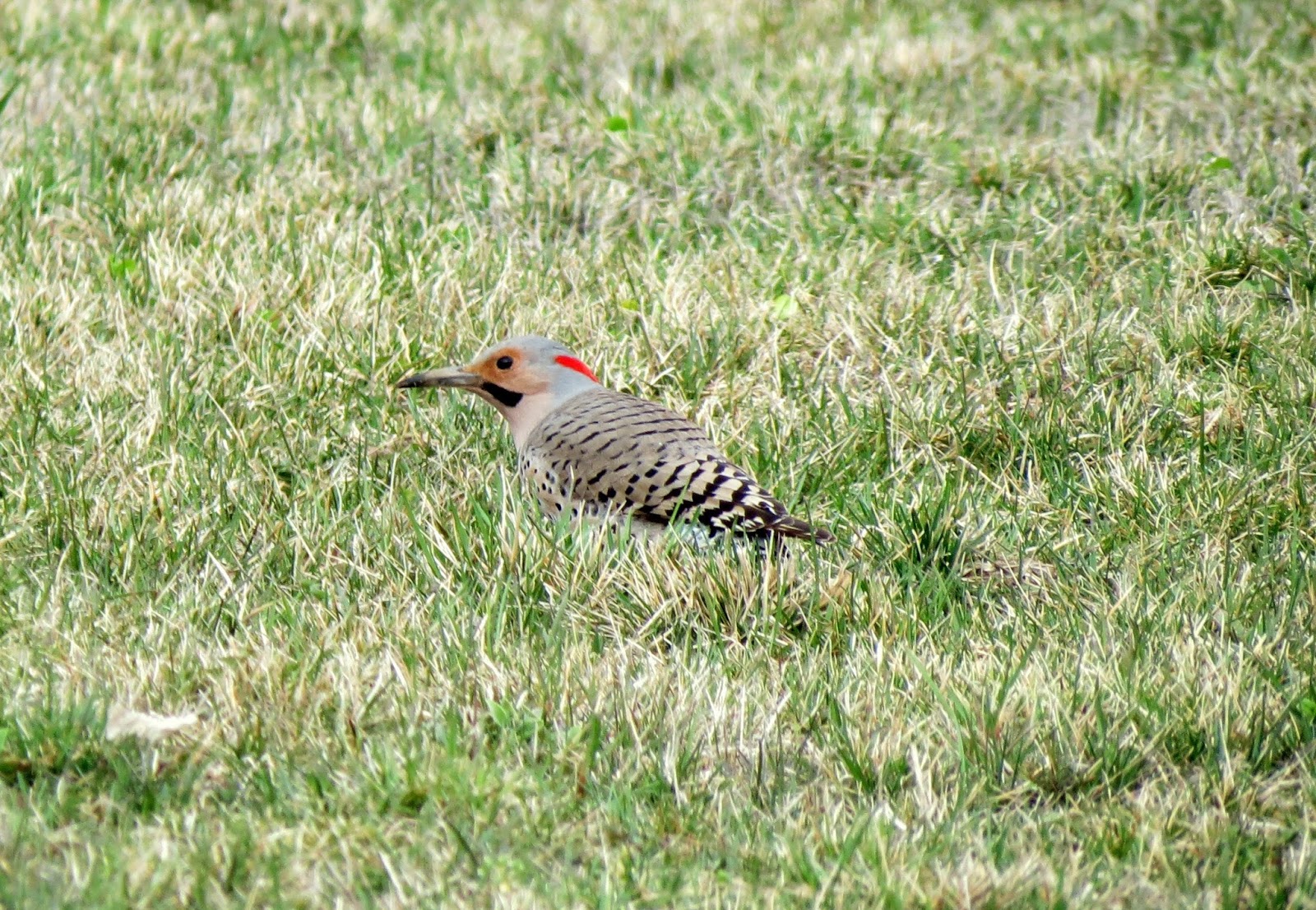 The Seven Woodpeckers of Waterloo Region - Travels With Birds