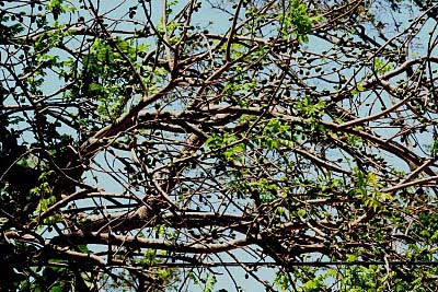 Naturalism - the Eighth Sense: The Wonders of Siniguelas (Spondias ...