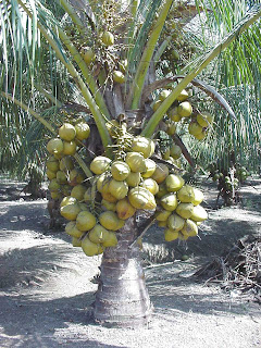 The Basics of Starting a New Coconut Plantation