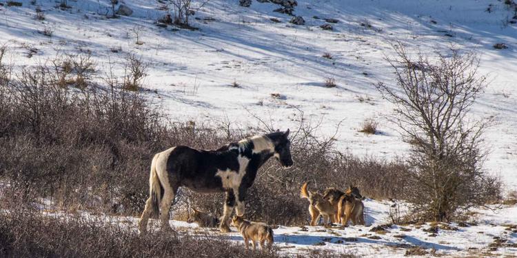 White Wolf : Wolves Surround This Horse, But The Horse's Actions Leave ...