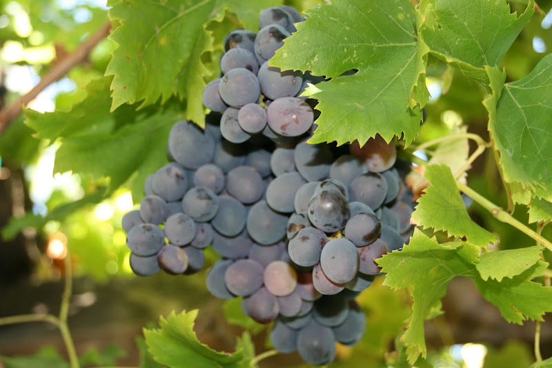 vignette design: The Flora and Fauna Tour