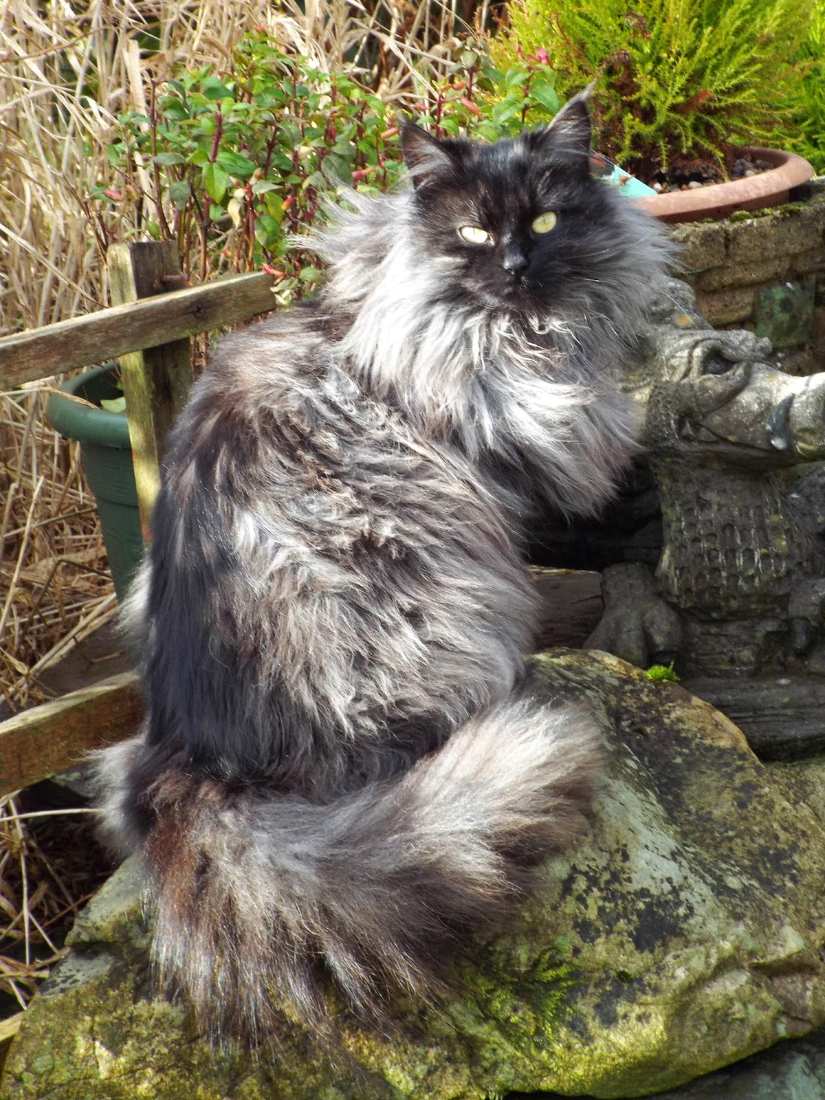 Tali's Tails: Black Smoke Cat