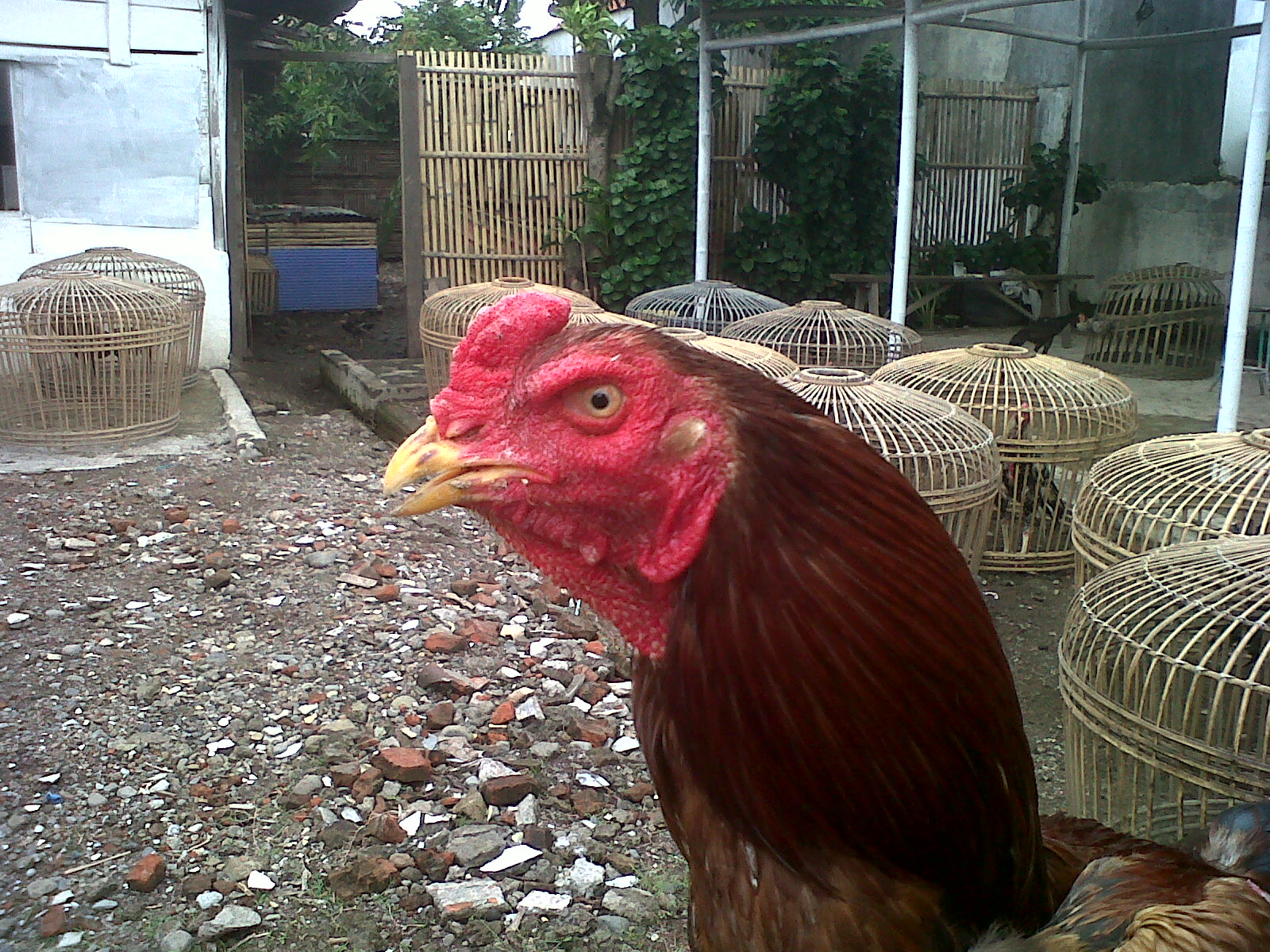 Sapu Jagat King Farm : Ayam BK Asli Import Langsung Thailand: DongSheng ...