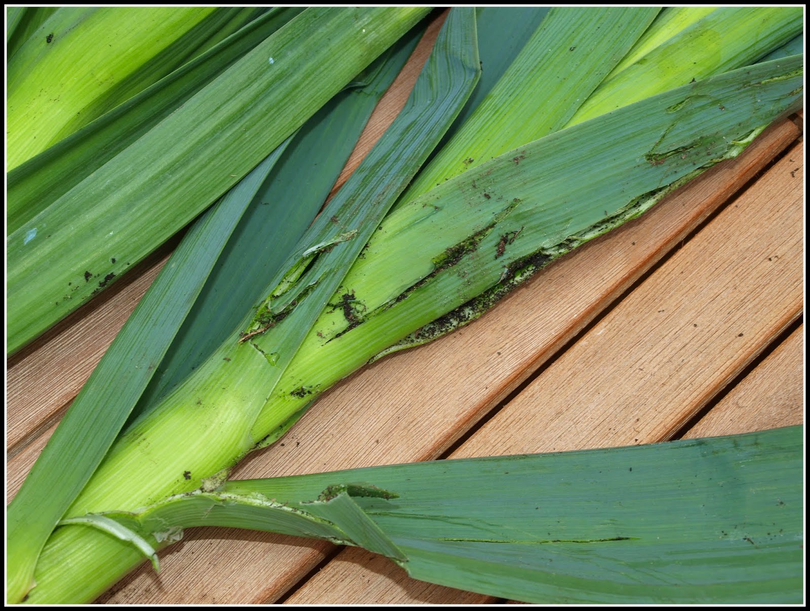 Mark's Veg Plot: Leeks under attack