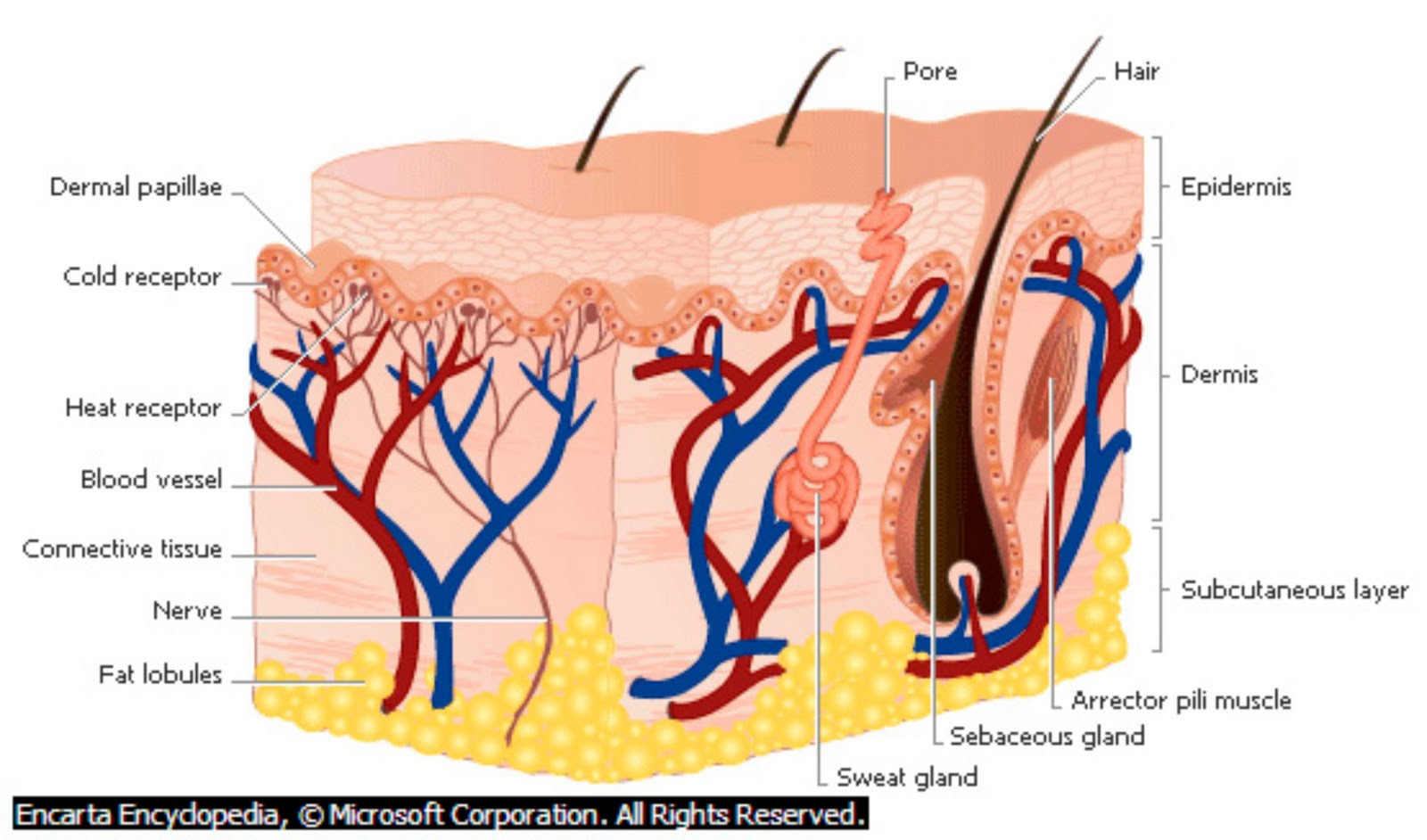 REFORMASI KESEHATAN: KULIT