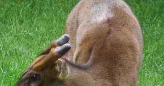 Perbedaan Rusa dan Kijang | iongCID