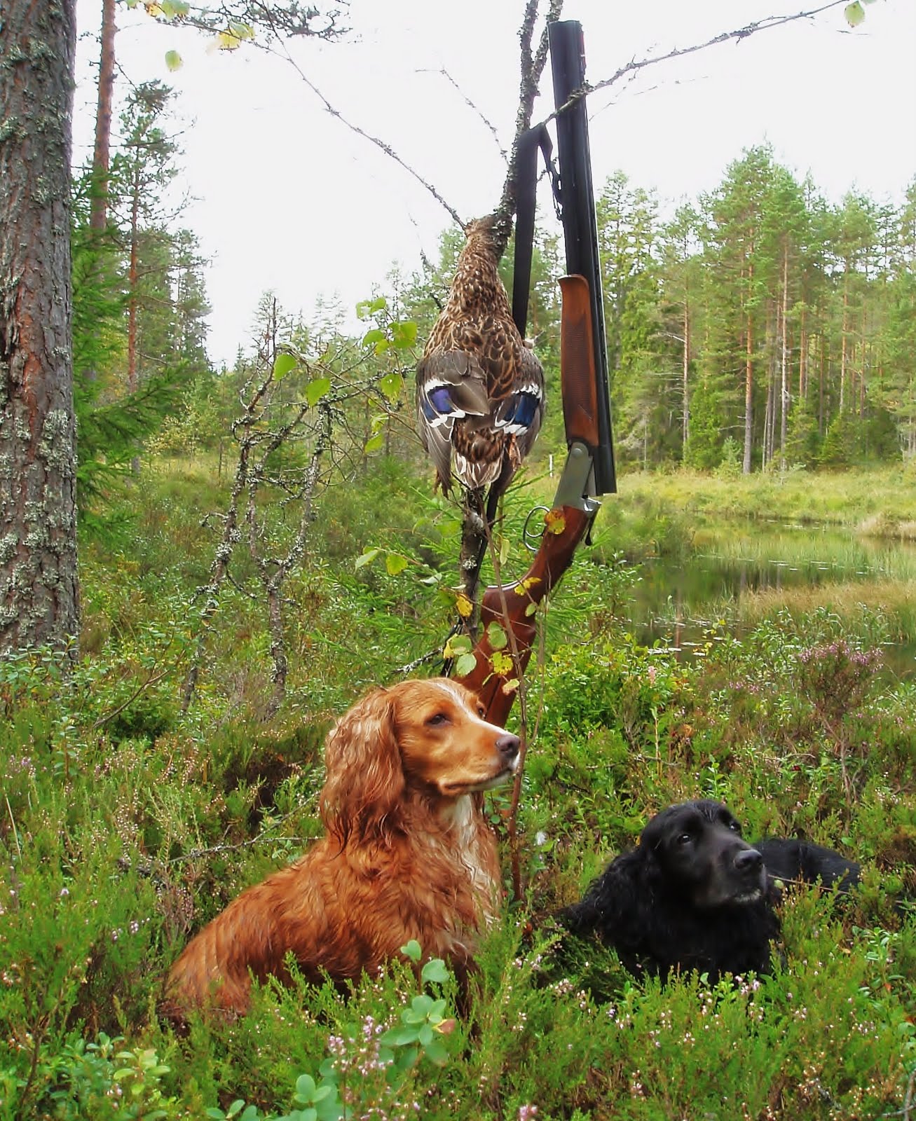 Jakt-JaktCocker-Spaniel andra Hundraser-VardagsMat: 2011