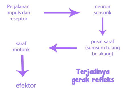 THE ART OF HUMAN BODY: Sistem Koordinasi