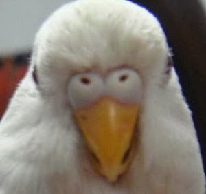 Budgies,Budgerigar,Badrika Pet Bird in Kolkata: How to identify whether ...