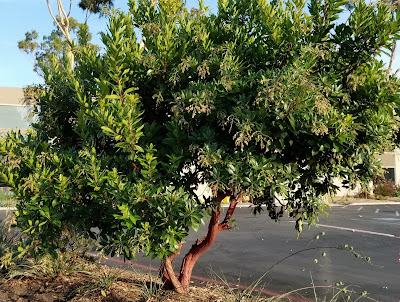 The 2 Minute Gardener: Photo - Marina Strawberry Tree (Arbutus unedo ...
