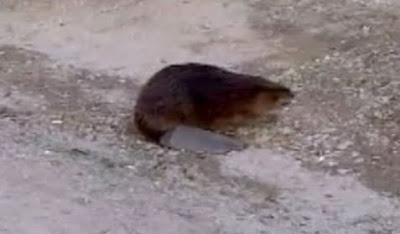 The Online Scum: Angry beaver roams through NWT town
