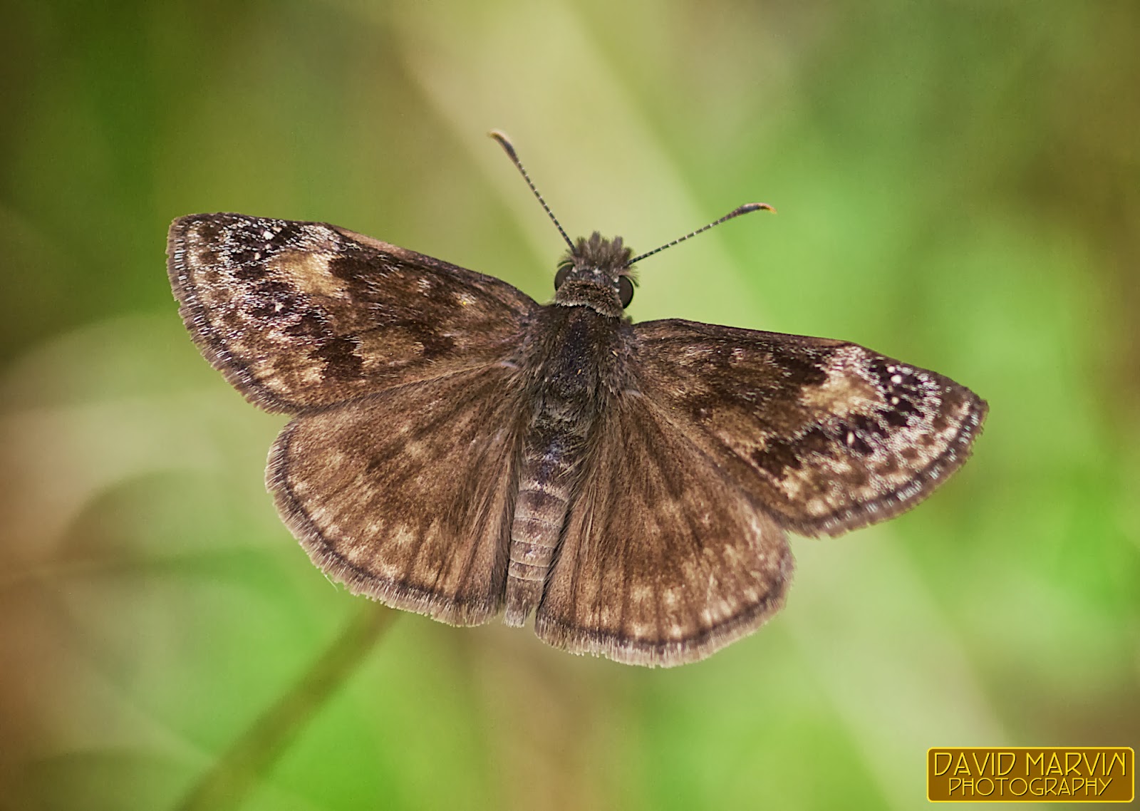 David Marvin Photography - Lansing, Michigan: Wild Indigo Duskywing ...