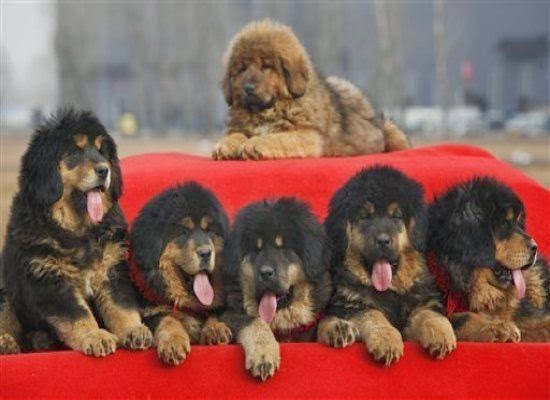 Eurodogtraining: Most expensive dog ever.