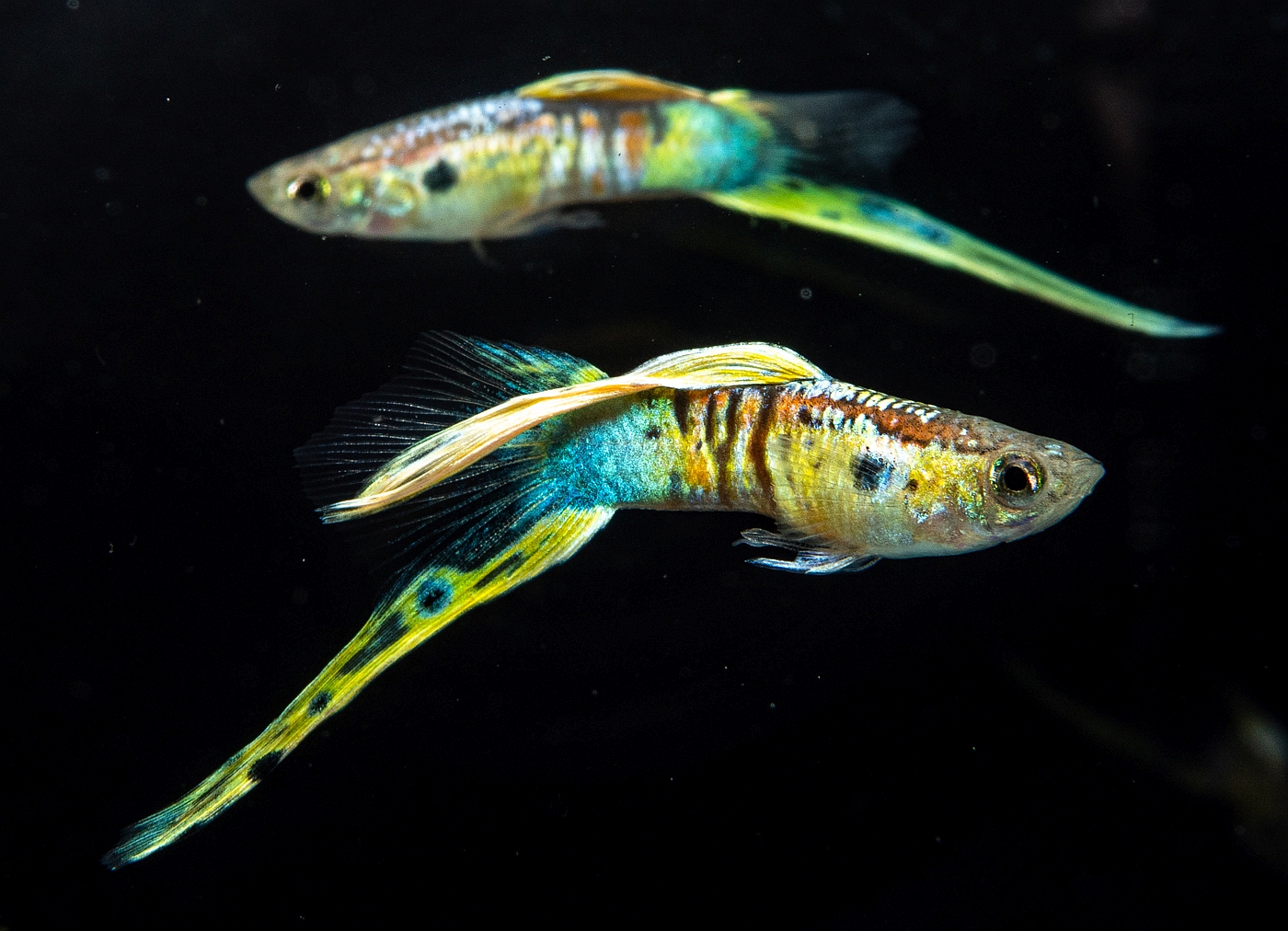 Guppy Show in Vienna Trios and Pairs 2019 - Ralfs-Guppy-Blog