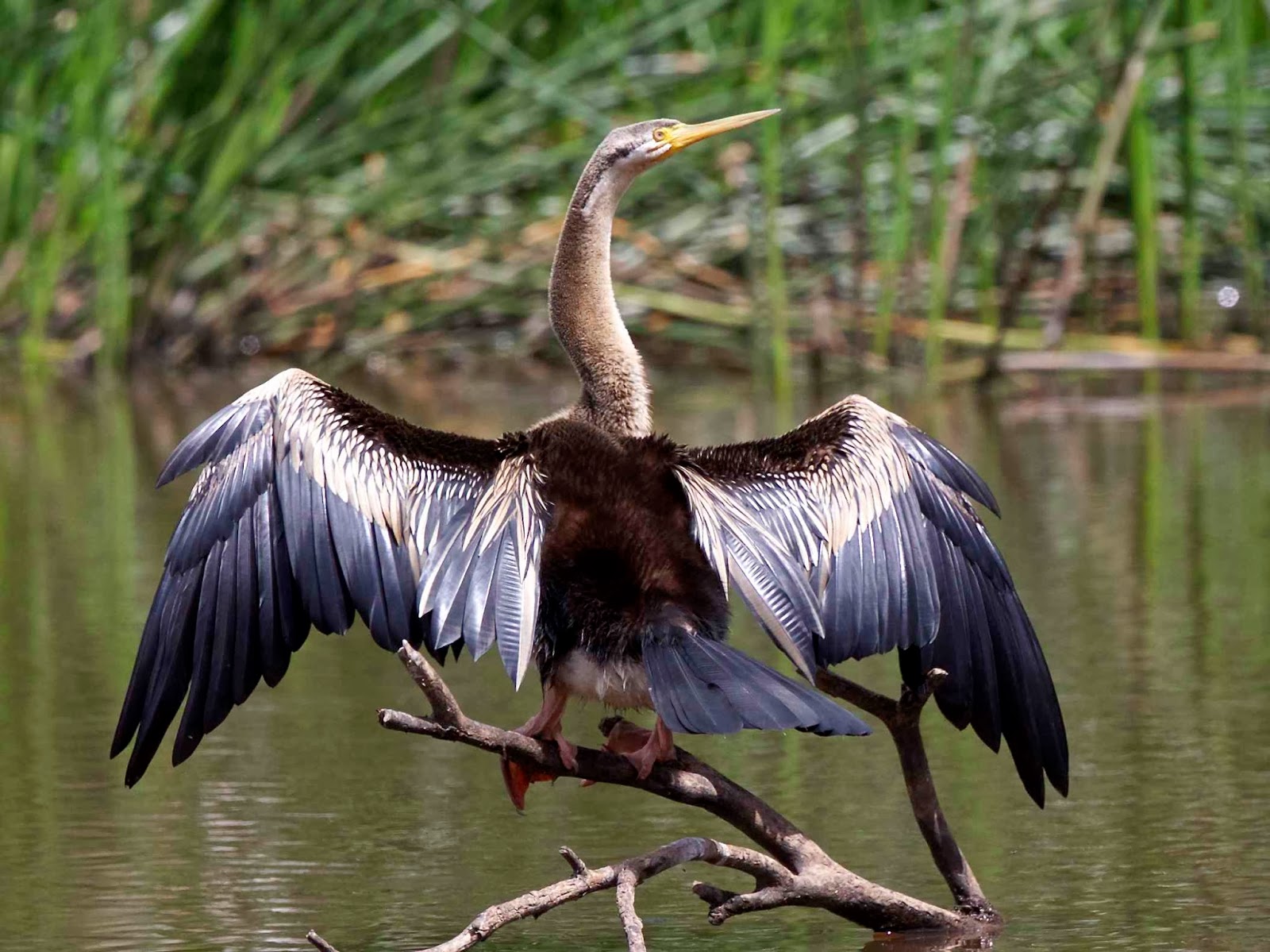 Avithera: Australian Darter