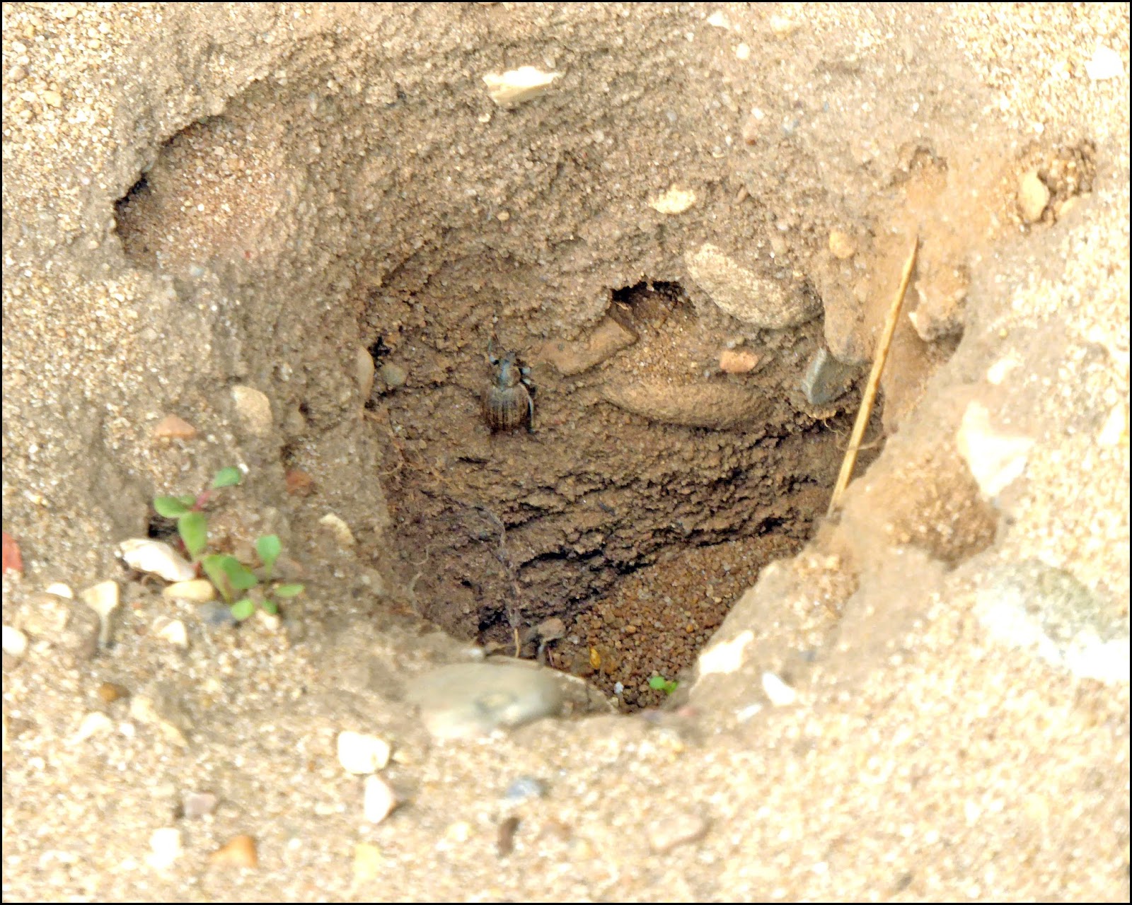 Wild and Wonderful: Sand Wasps, Digger Wasps, the Ant-lion and the Bee-wolf