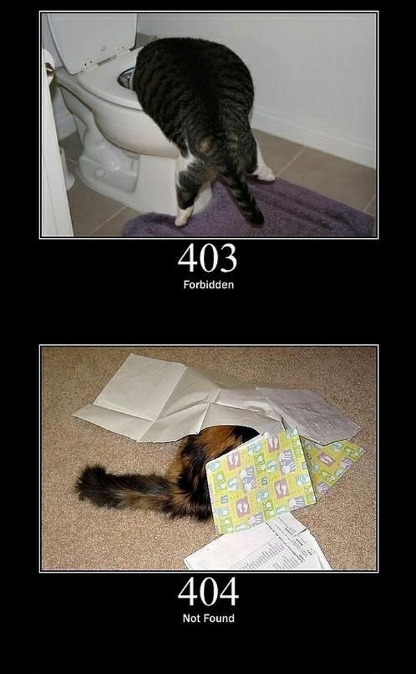 Beer And Stupidity HTTP Error Codes And Cats Because The Internet Is beer-and-stupidity-http-error-codes-and-cats-because-the-internet-is