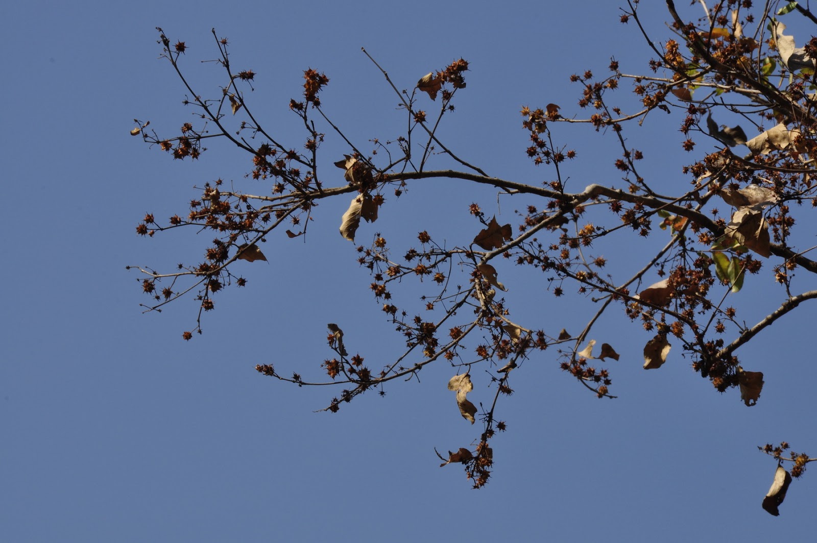 WWF-MSO: Tansa Trail Report 20th January, 2013.