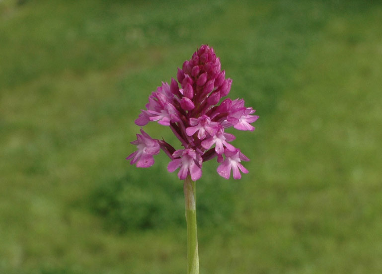 Antipodes: Varieties of orchids at Gamone