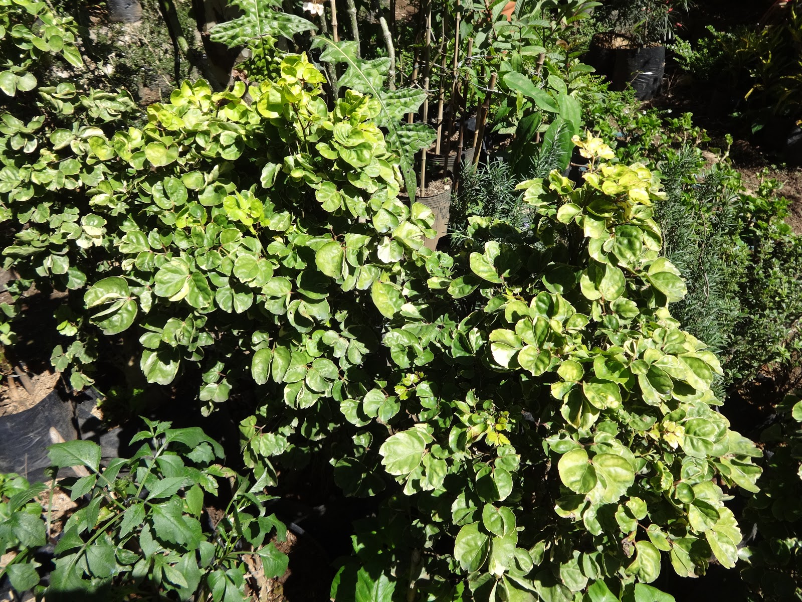 Herbs from Distant Lands: Polyscias fruiticosa - Ming Aralia, Polyscias ...