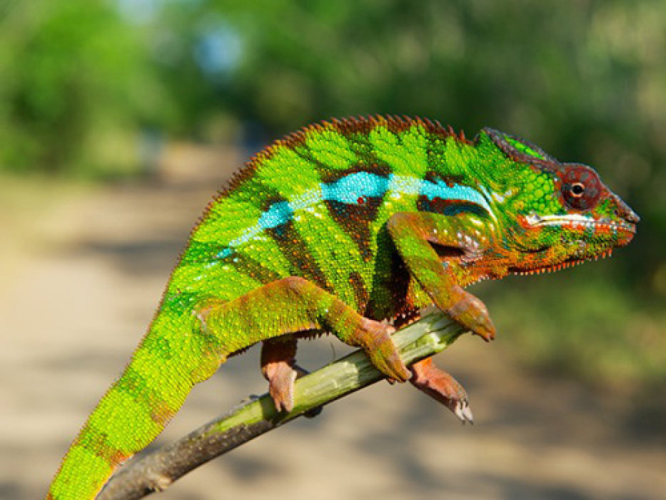 Foto De Um Camaleão - FDPLEARN