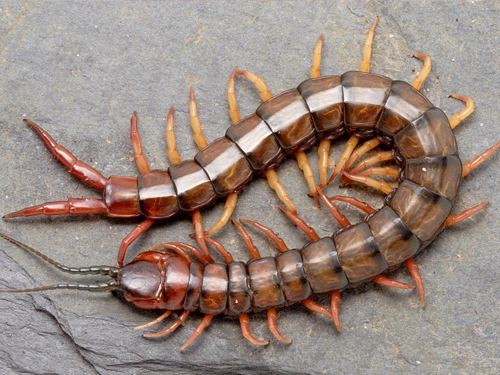 EKOGEO: LIPAN : SERANGGA BERKAKI BANYAK