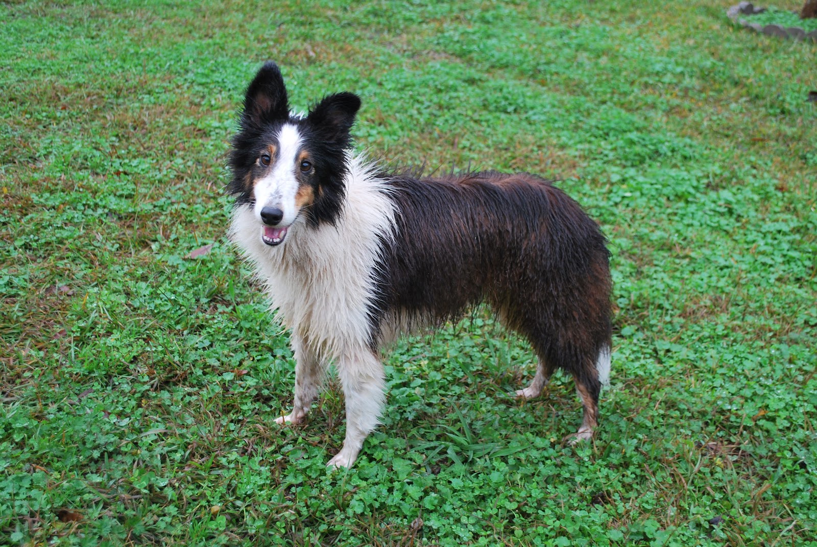 HighTail Farms: The measure of a good farm dog - Nova