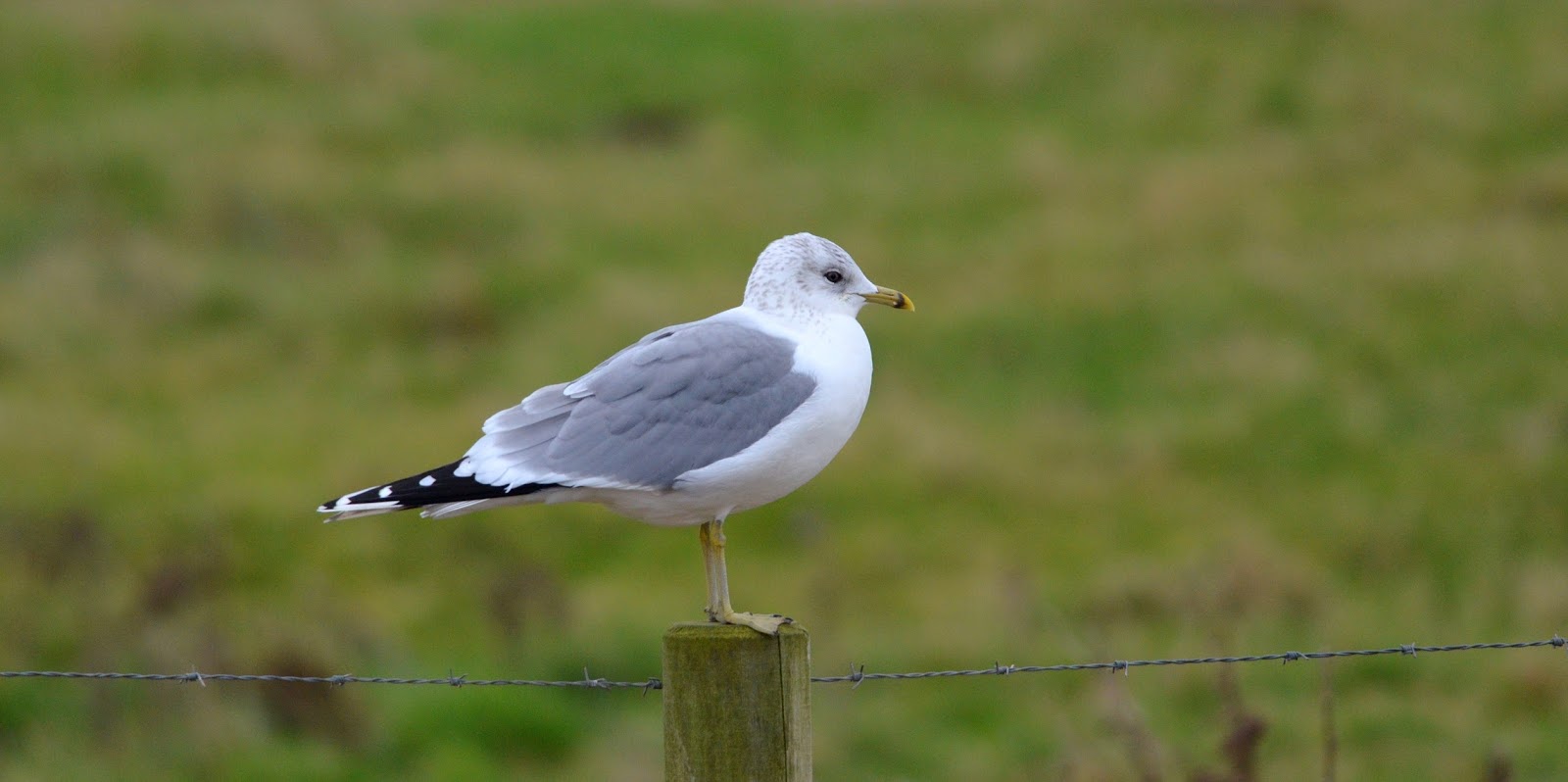 The Early Birder: Common Gull