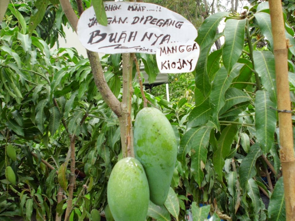 MANGGA KIOJAY | TANI LUGU Nursery
