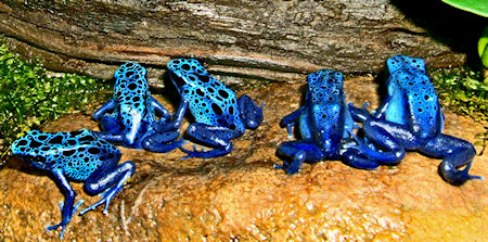 The Presurfer: 12 Bizarre Frogs For World Frog Day