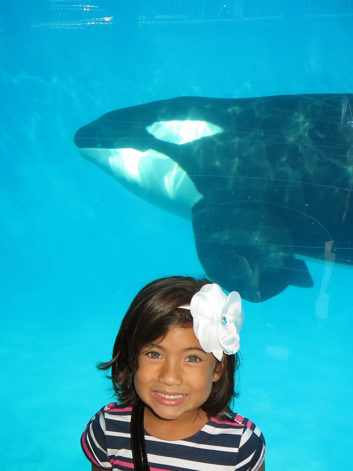 Ava's Adventures: Breakfast with Shamu