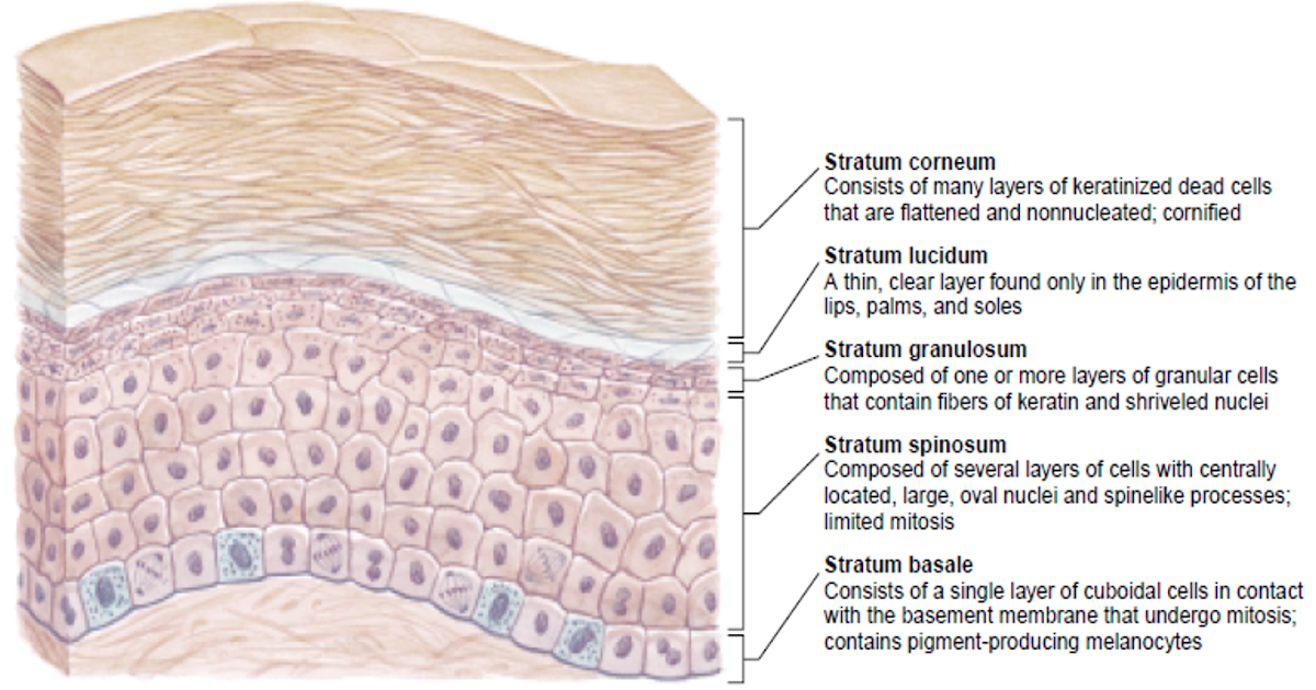Bahan Belajar Mahasiswa Kesehatan: HISTOLOGI KULIT