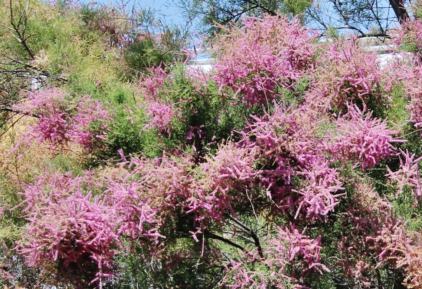 Biodiversity of Cyprus by NGO Protection of the Natural Heritage and ...