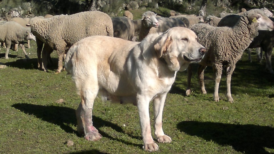 El mastín de campo: Otros mastines
