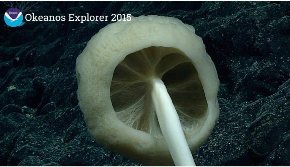The Echinoblog: Deep-Sea Glass Sponges of the Hawaiian Islands! Okeanos ...