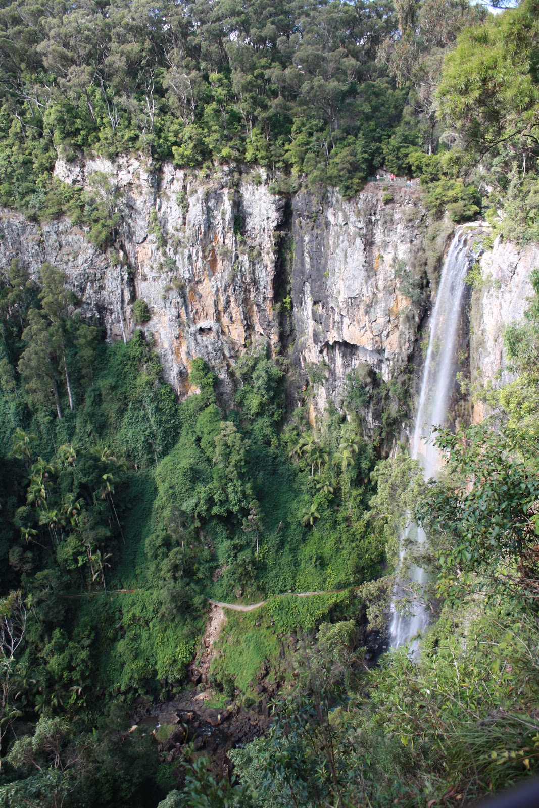 Australian Adventures: Springbrook National Park and Rainforest