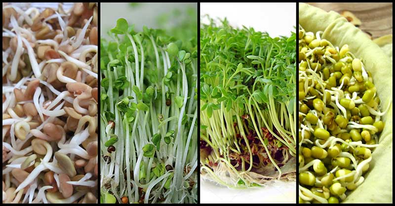 Reasons To Add Spouts To Our Plate | Dr Farrah MD