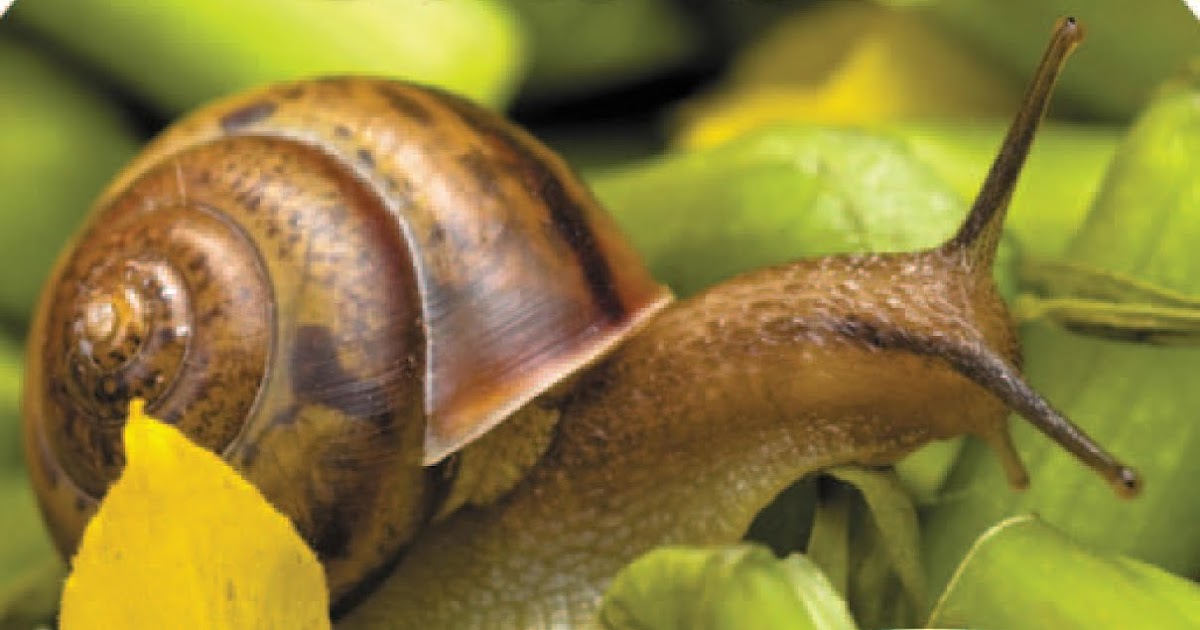 Read My eBooks & eMagazines for FREE!!!: Snail (Garden Minibeasts Up Close)
