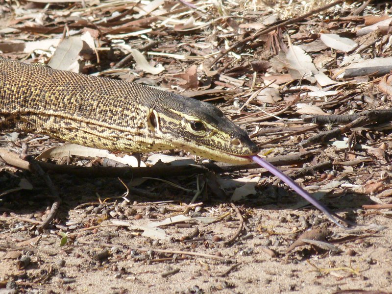 Ian Fraser, talking naturally: Goanna, Go!