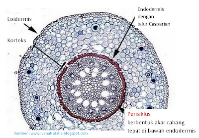 Akar Tumbuhan Monokotil - Homecare24