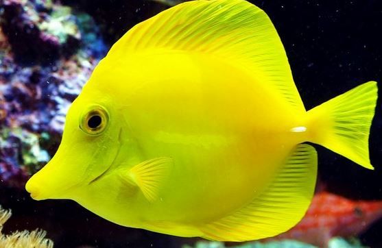Mengenal Ikan Hias Air Laut Yellow Tang - Dunia Akuarium