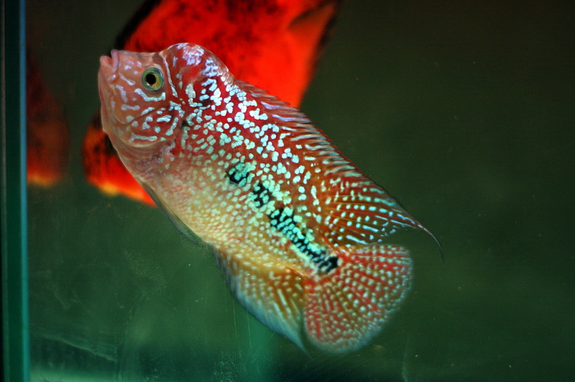 Flowerhorn The Hybrid Cichlids: King Kamfa 1