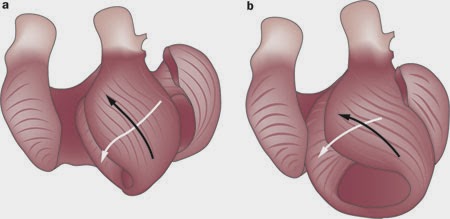 Wandai's Maze of Art and Science