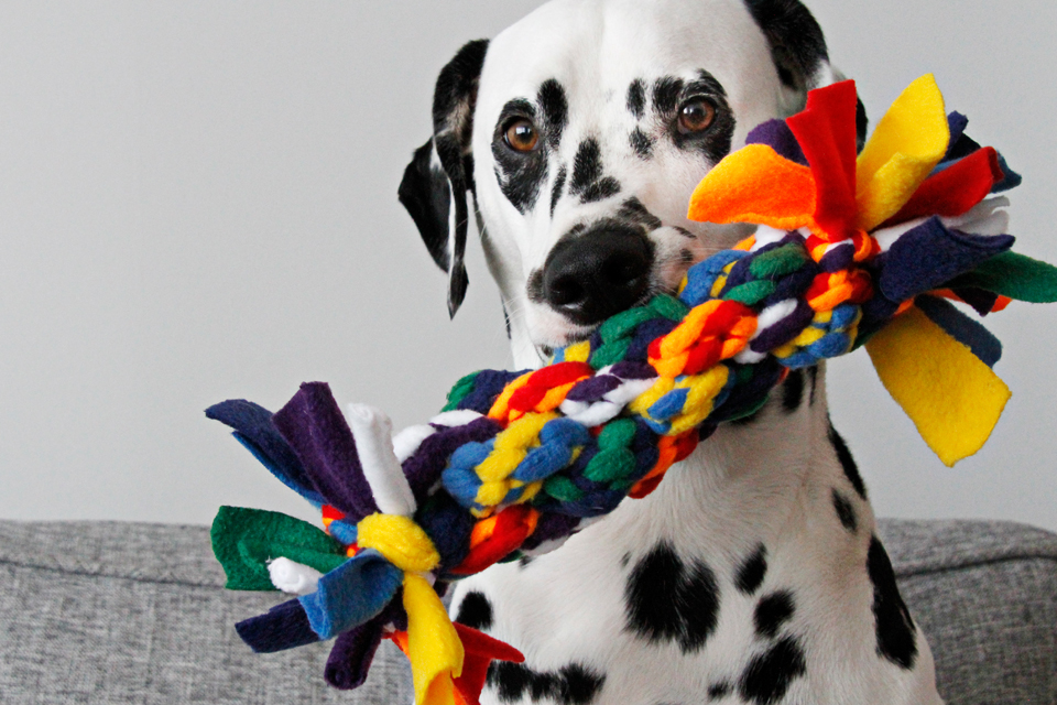 Dalmatian DIY Tug Of Tugs DIY Double Woven Fleece Dog Tug Toy dalmatian-diy-tug-of-tugs-diy-double-woven-fleece-dog-tug-toy