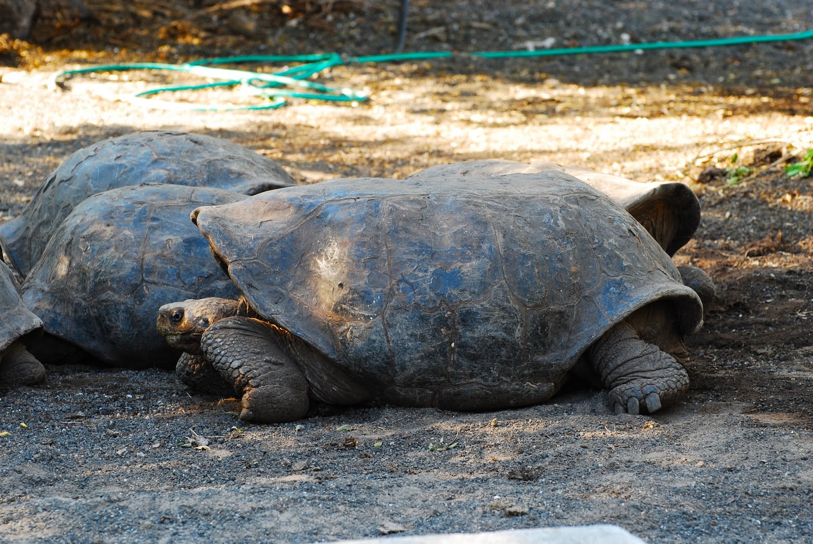 Pablo's Travel Blog: January 27th, Swimming in the Shark Den