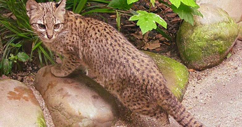 Harga Kucing Hutan | Drh. Fira Sovica