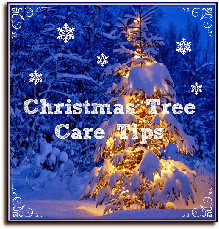 The Yocum Library Blog: Caring for Your Cut Christmas Tree