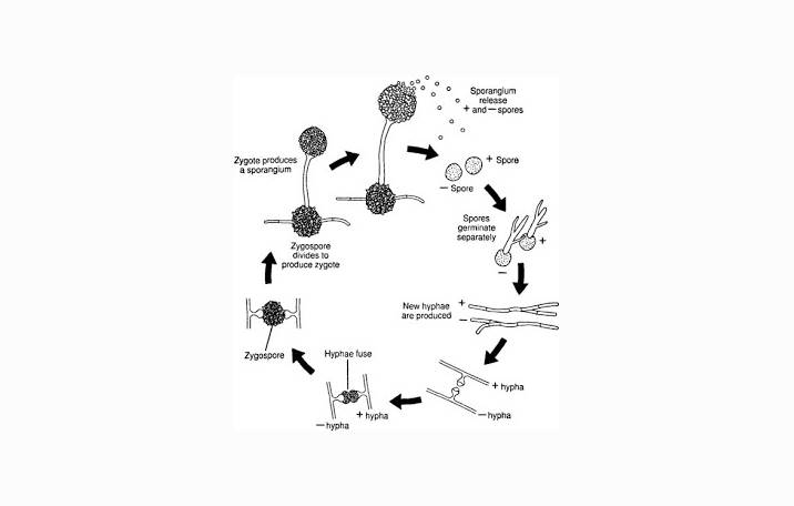 Deuteromycota : Pengertian, Reproduksi, Ciri, Siklus Hidup - Asep Respati