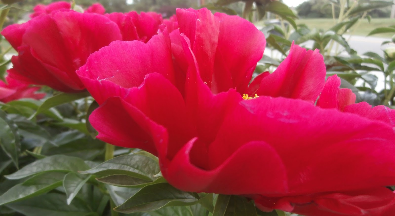 Late Spring Flowers And Forest May 25th 2013