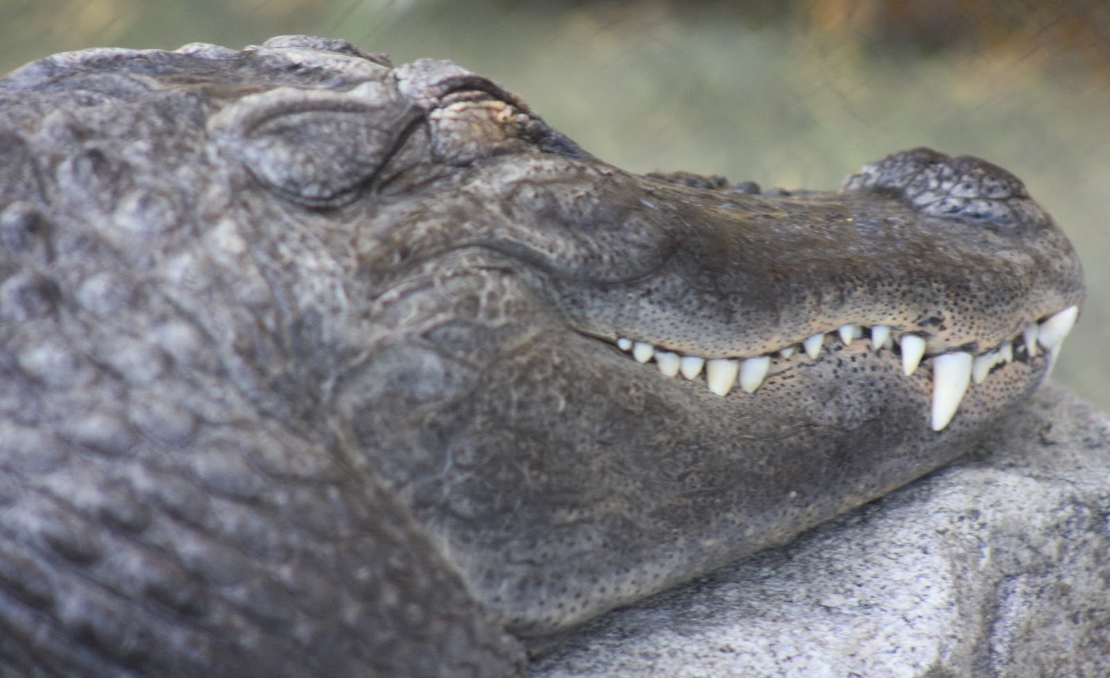 The Frog Bag: Reggie